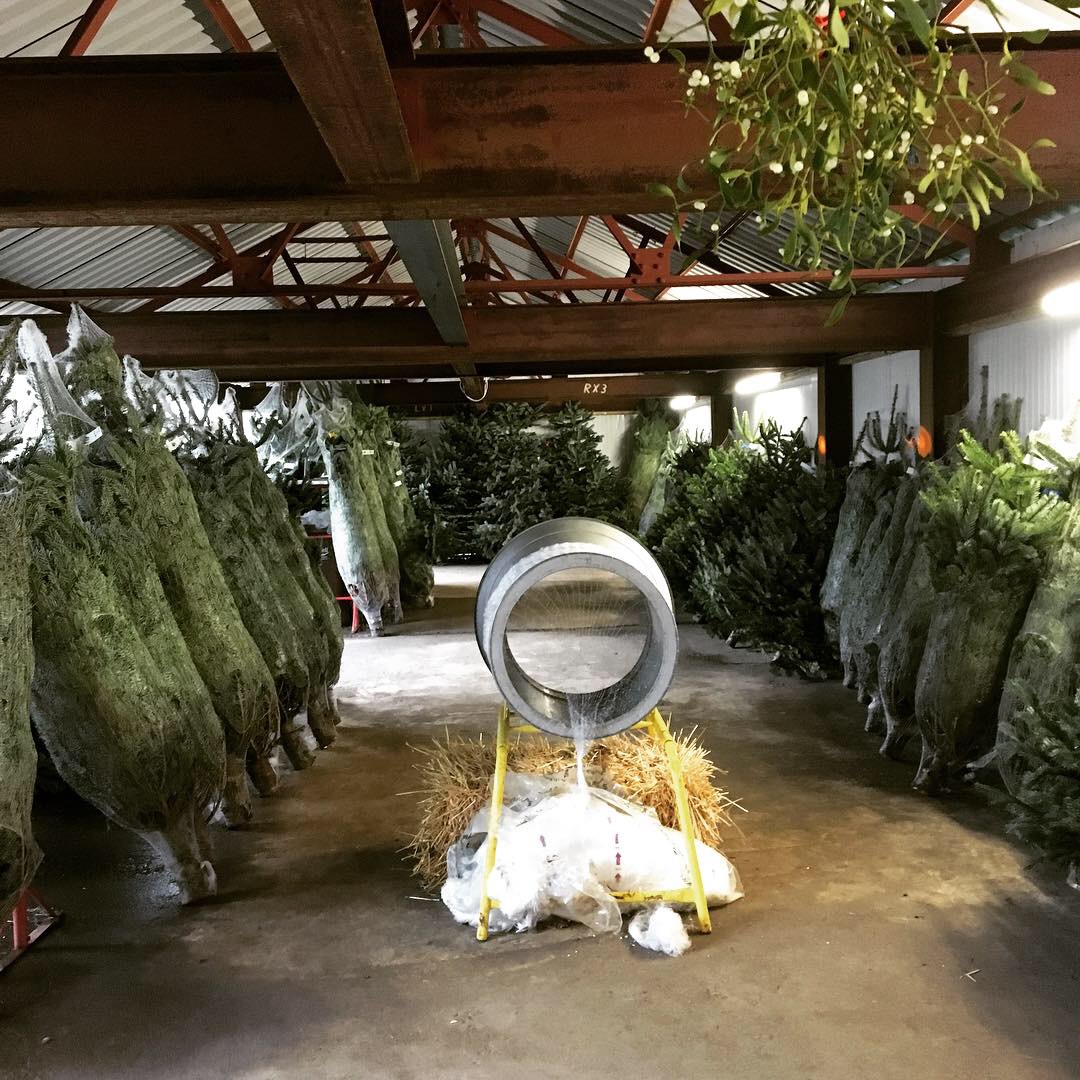 BARN-BAGGED-TREES – Warwickshire Christmas Tree Farm