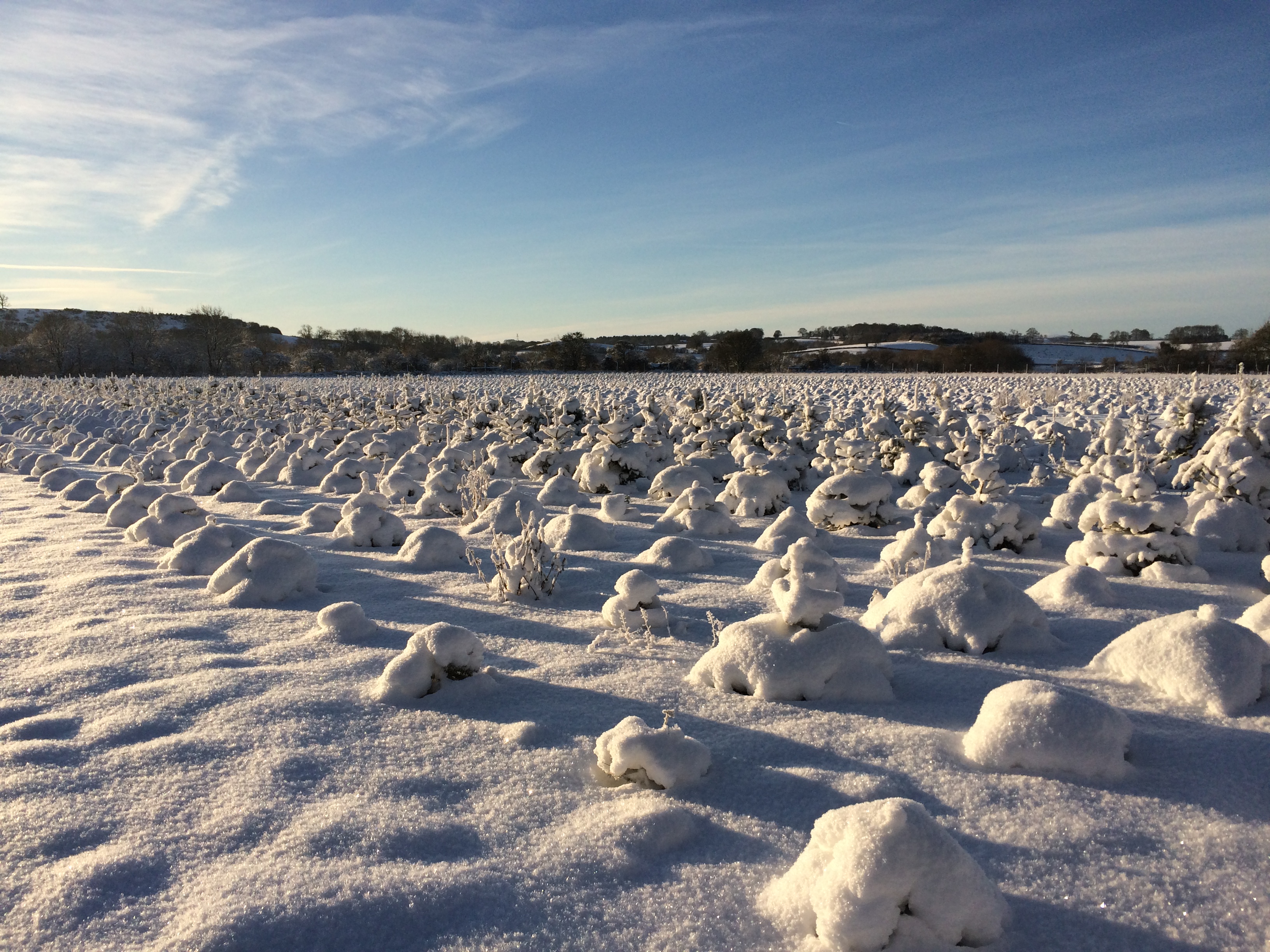 snowy-tree-field – Warwickshire Christmas Tree Farm