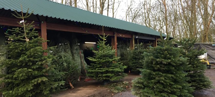 test_tree_barn – Warwickshire Christmas Tree Farm