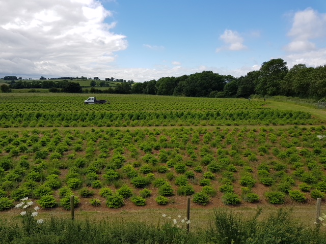 Aerial field 1 – Warwickshire Christmas Tree Farm