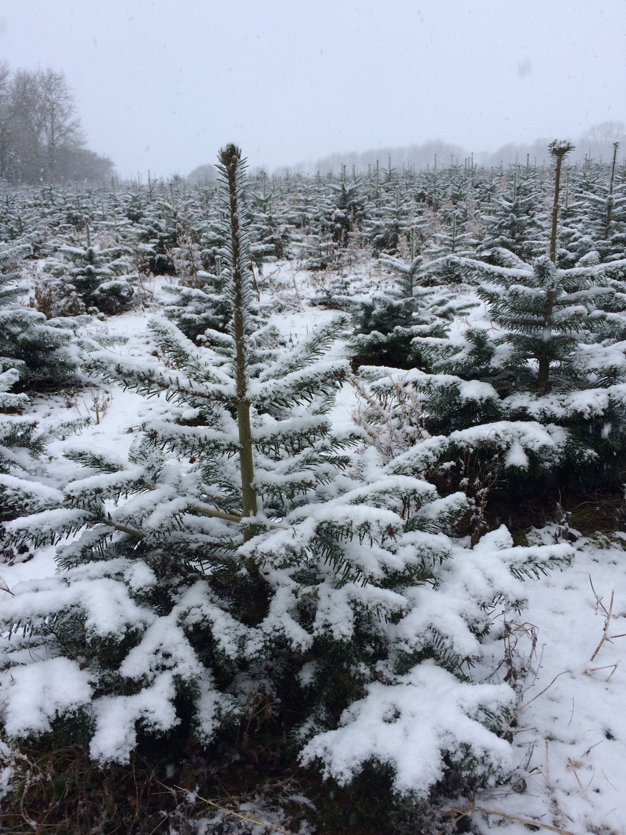 snowy trees – Warwickshire Christmas Tree Farm