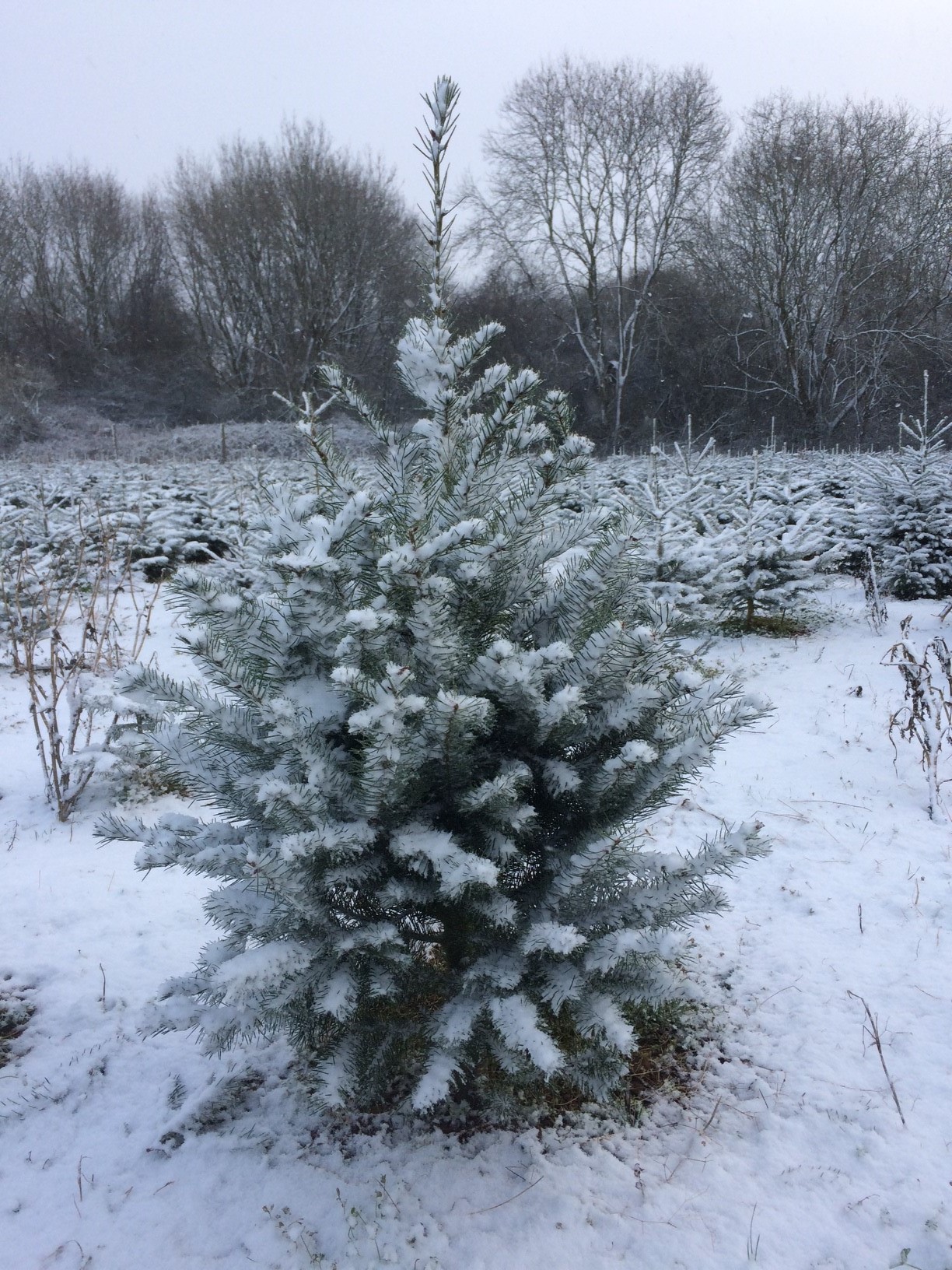snowy trees 3 – Warwickshire Christmas Tree Farm