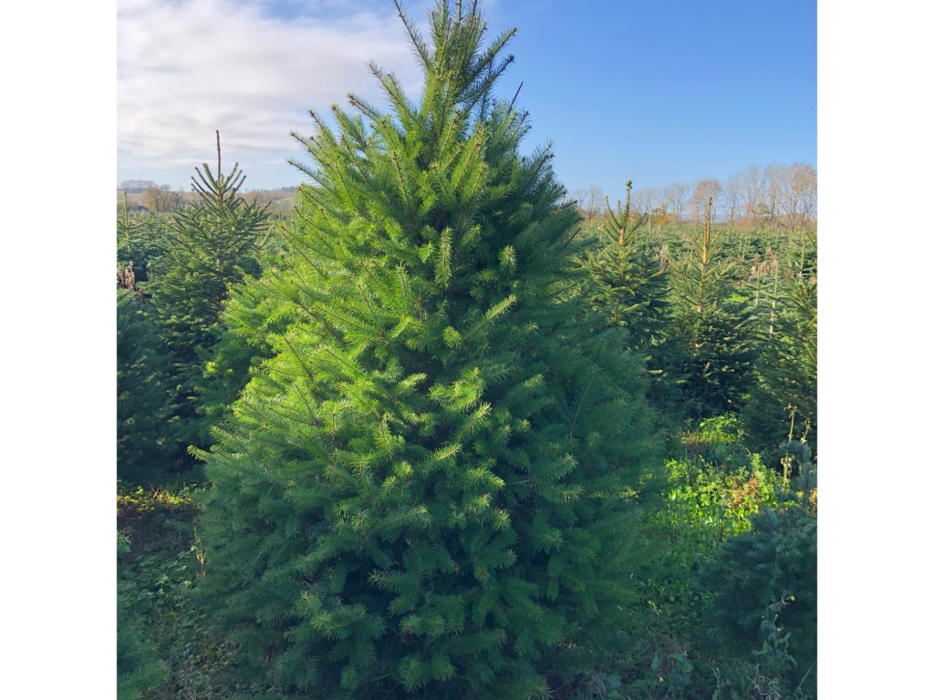 Nordmann Fir – Warwickshire Christmas Tree Farm