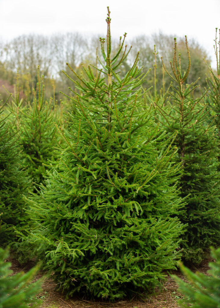 Norway Spruce – Warwickshire Christmas Tree Farm